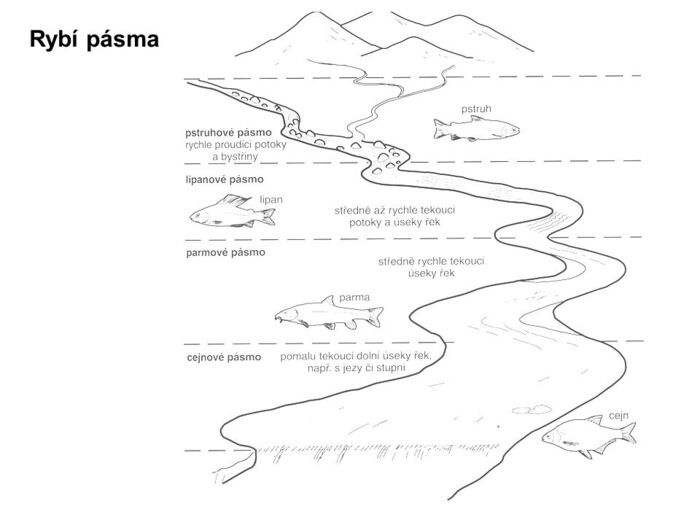 Rybí pásma :: DravciCZteam